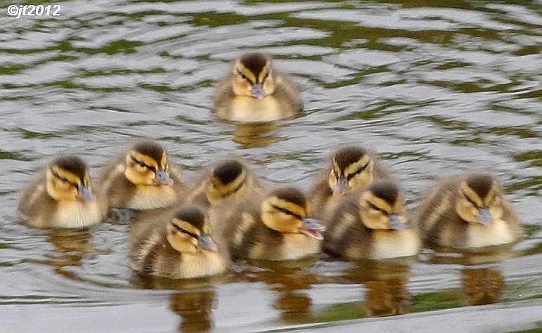 Simply Superb Swans: New Brood