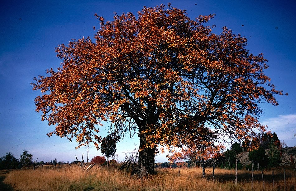 Den gamla oxeln i Välsta
