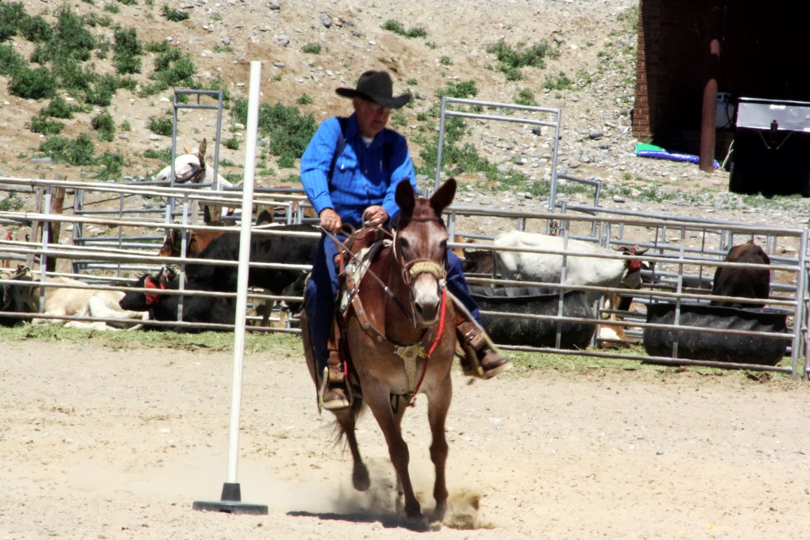 PairADice Mules: Poles and Mule Race