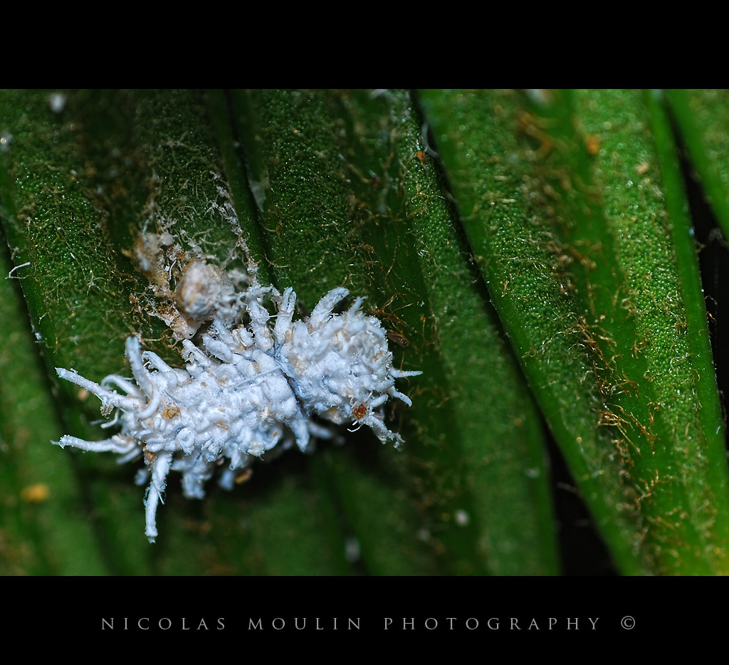 MACROFOTED: Cochinilla algodonosa