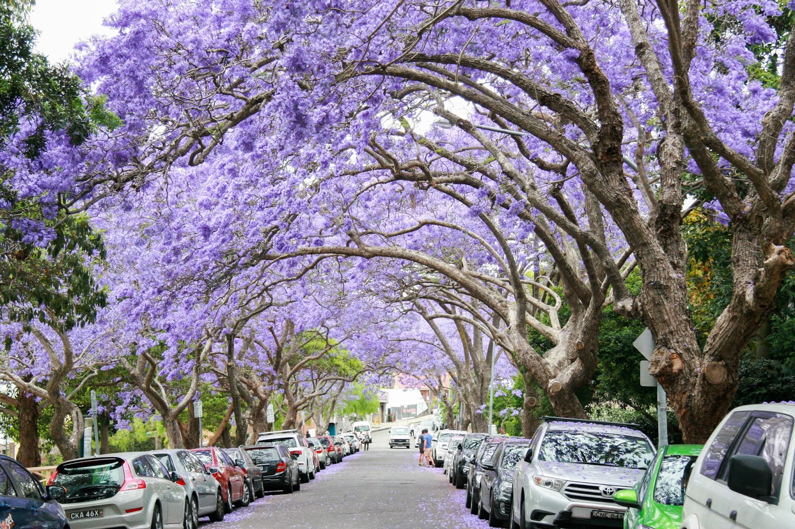 Nelson Family: Jacaranda Trees in Sydney