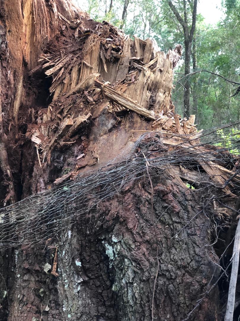 Bless Our Hearts: In Which The Tree Show Was Watched Plus Crazy