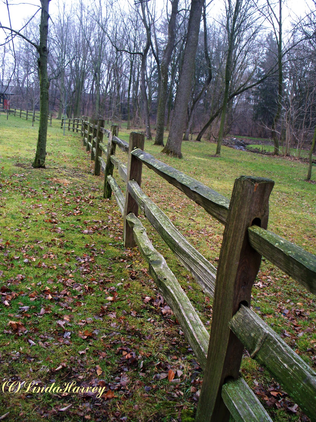 Linda Harvey Photography: Longs Park