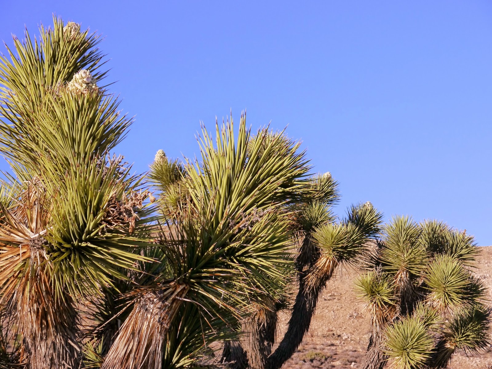 American Travel Journal: Joshua Tree National Park - Joshua Trees in Bloom