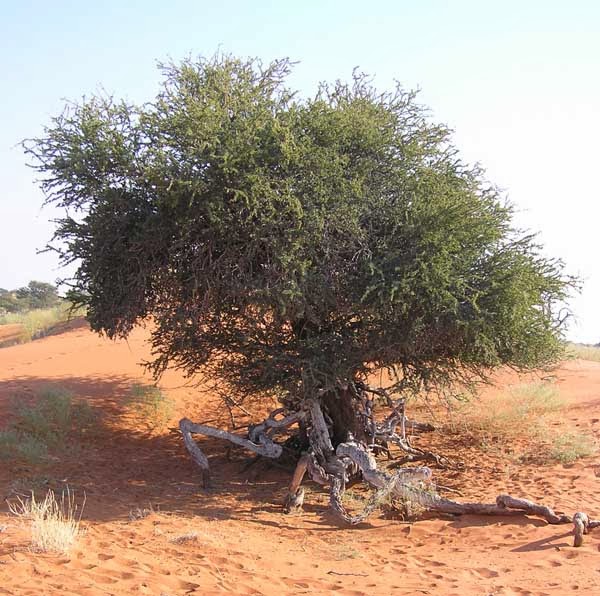 Namibia Reservations: Namibia's Shepherds Tree