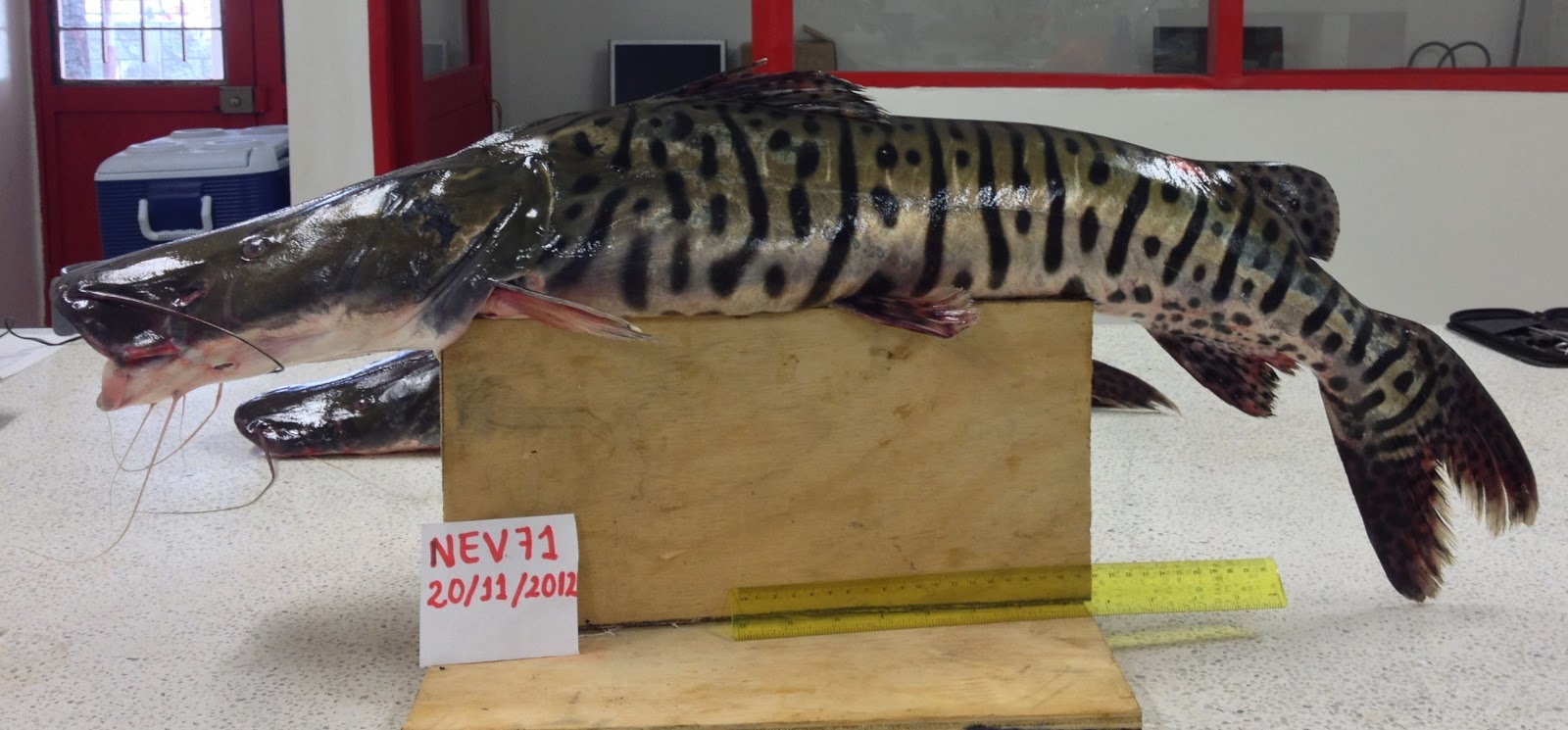 Cambio climático en el Huila: Proyecto BAGRE RAYADO DEL MAGDALENA