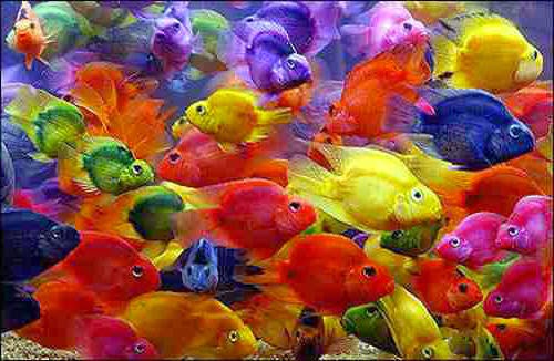 GOLD FISH: PARROT FISH