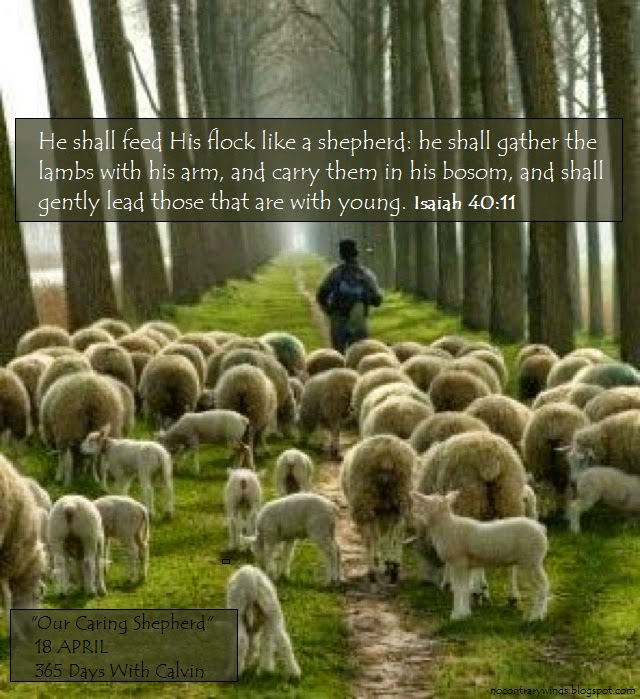 A Reformed Notebook: Our Caring Shepherd