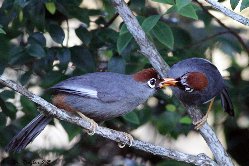 Birds and Nature Photography @ Raub: Chestnut-capped Laughingthrush ...