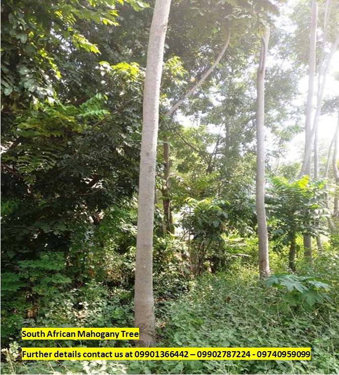 AFRICAN MAHOGANY : AFRICAN MAHOGANY