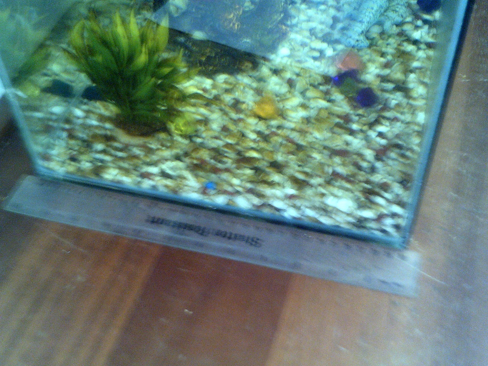 wigton physics: Refractive index - an amazing fish tank