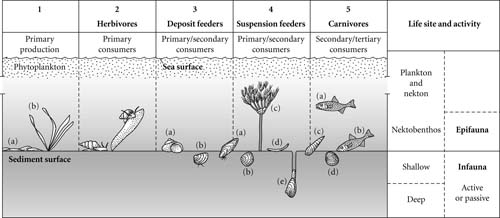 Penyuluhan Perikanan: EPIFAUNA & INFAUNA