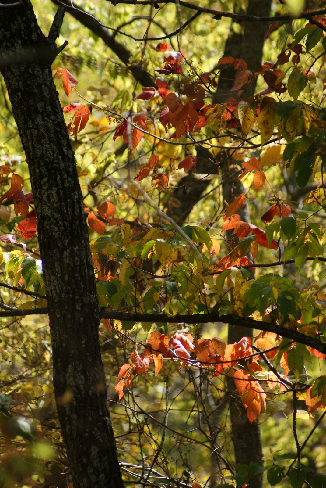 The Barefoot Gardener: Autumn blowing through