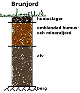 naturfemman: Brunjord och podsoljord