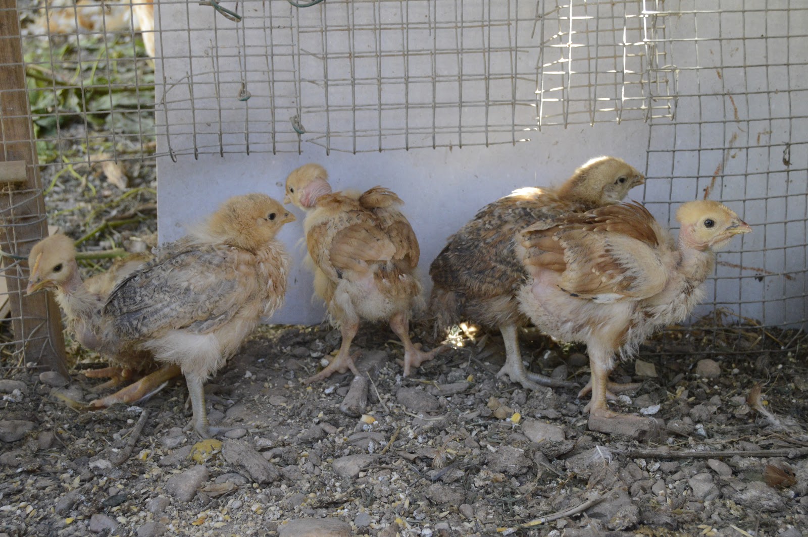 El Huerto de Tatay: pollito incubadora vs pollito con madre