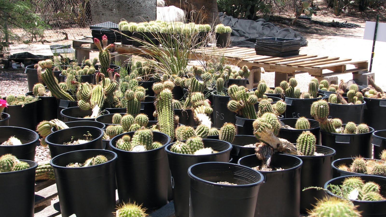 someplace*in*thyme: A Trip To A Cactus Farm And Pink Saturday Too