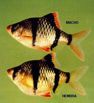 Viviendo en un acuario: Ficha de Barbo de Sumatra (Barbus tetrazona)