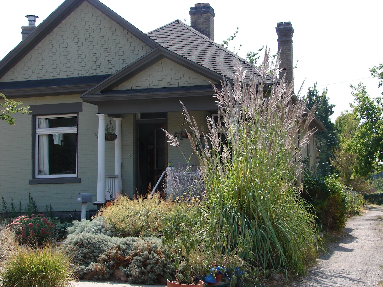 New Utah Gardener: Ravenna Grass - Saccharum ravennae