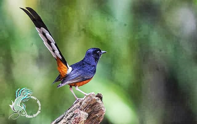 Chim bồ câu giống Pháp