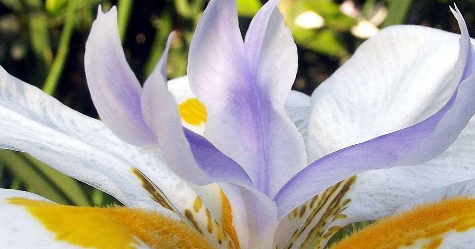 Flores Lima Peru - Florerías y Regalos en Lima Peru: Feliz día ...