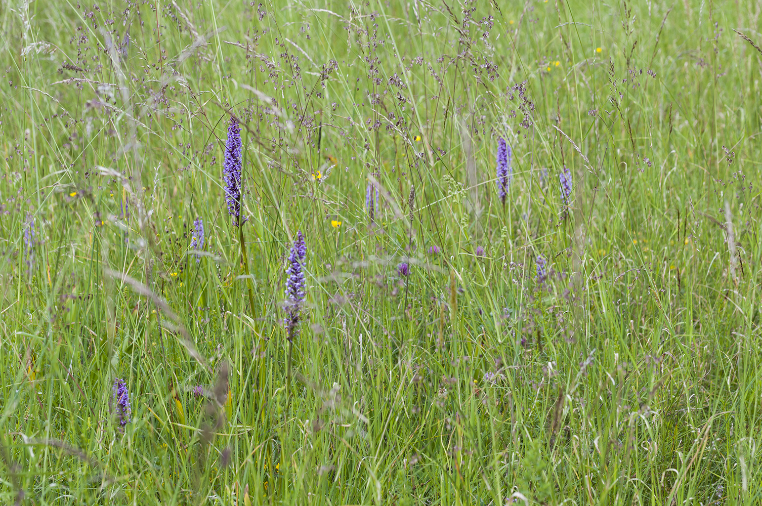 Lengyel Attila kutatói blogja: Magyarországi mezofil és félszáraz ...