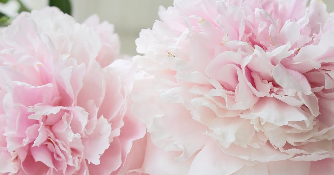 Aiken House & Gardens: Pink Peonies & Roses