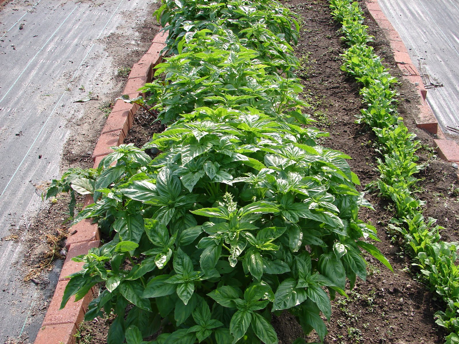 One Love Farm: Basil