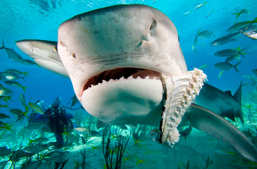 Tiger Shark | The Biggest Animals Kingdom