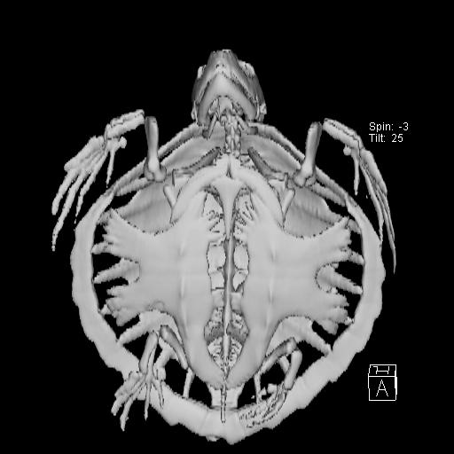 Kemp's Ridley Sea Turtle: Skeletal System