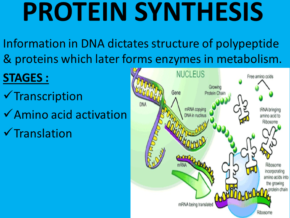 Grade 12: SEMESTER 2 - Chapter 1 - NUCLEIC ACIDS & PROTEIN SYNTHESIS