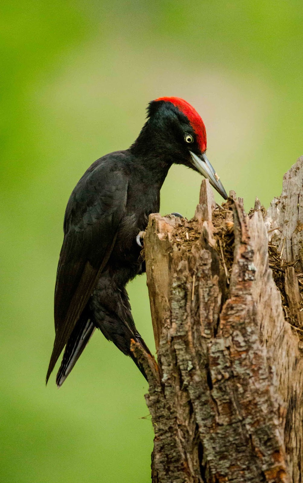 PITO NEGRO - Dryocopus Martius | Observatorio de la Naturaleza