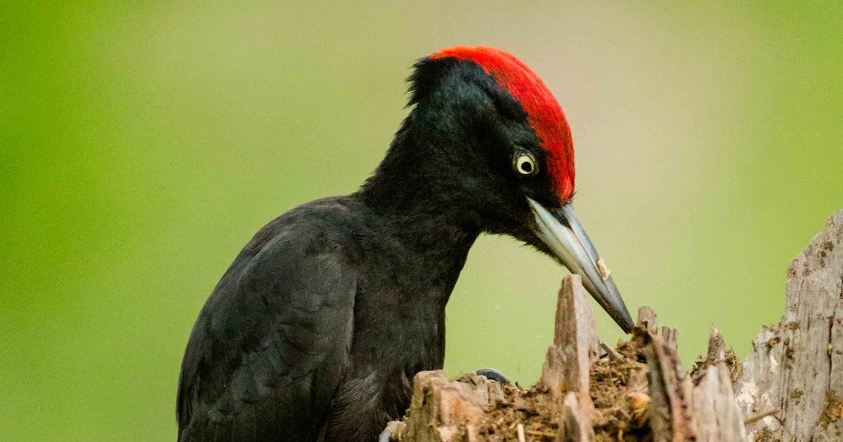 PITO NEGRO - Dryocopus Martius | Observatorio de la Naturaleza