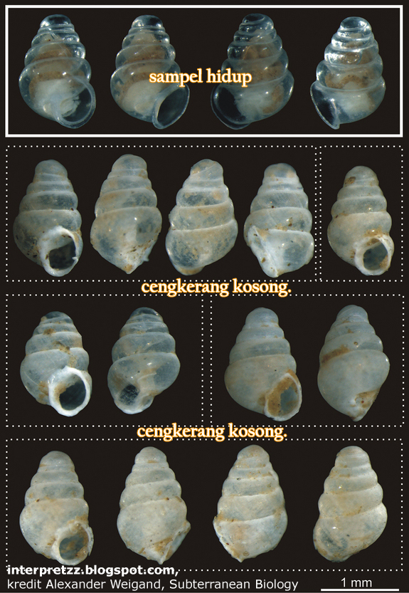Spesies siput terbaru bercengkerang lutsinar ditemui di Lukina Jama ...