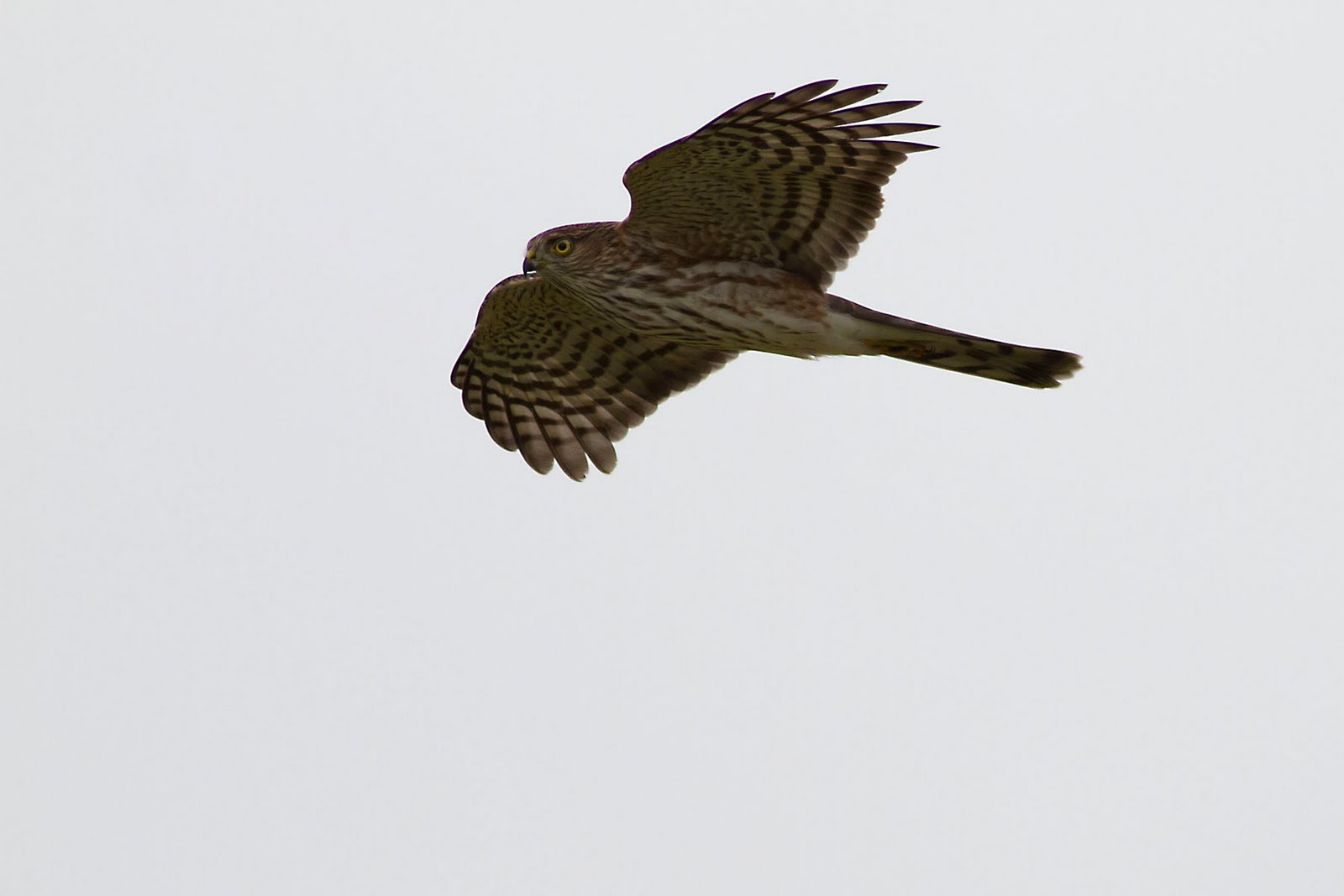 Ann Brokelman Photography: American Kestrels, Turkey vultures and Sharp ...