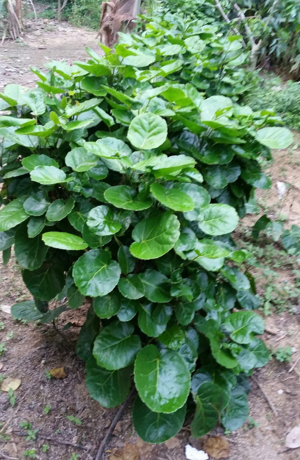 Warisan Petani: Pokok Puding Semangkuk