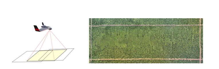 Pemetaan Perkebunan: Kebun sawit dan peta