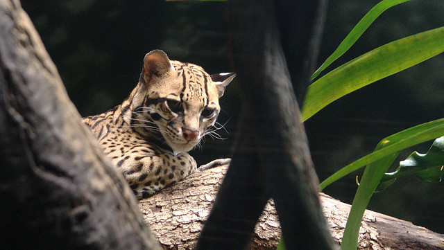 The Ocelot – Really Back From the Brink? | The Ark In Space