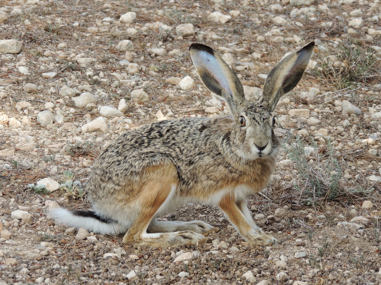 EL MOCHUELO CURIOSO: UNA LIEBRE CONFIADA...?