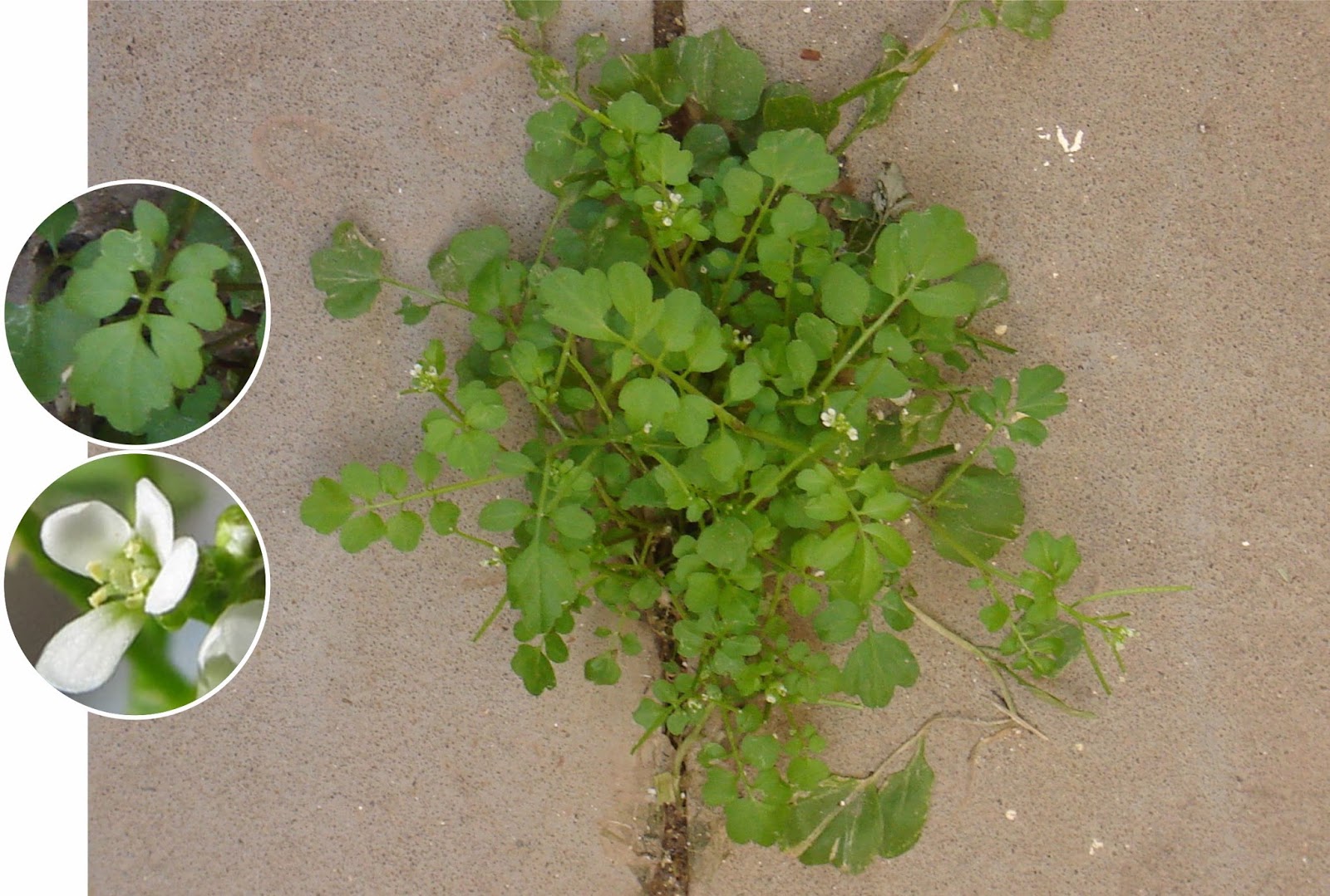 v e r d e c h a c o: Cardamine / Mastuerzo cimarrón / Berro amargo
