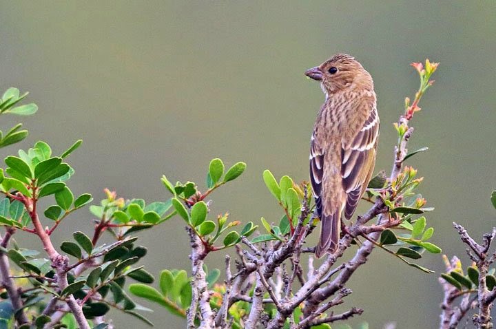 Aucells rars a les Balears / Rare birds in the Balearics: 3 Pinsá ...