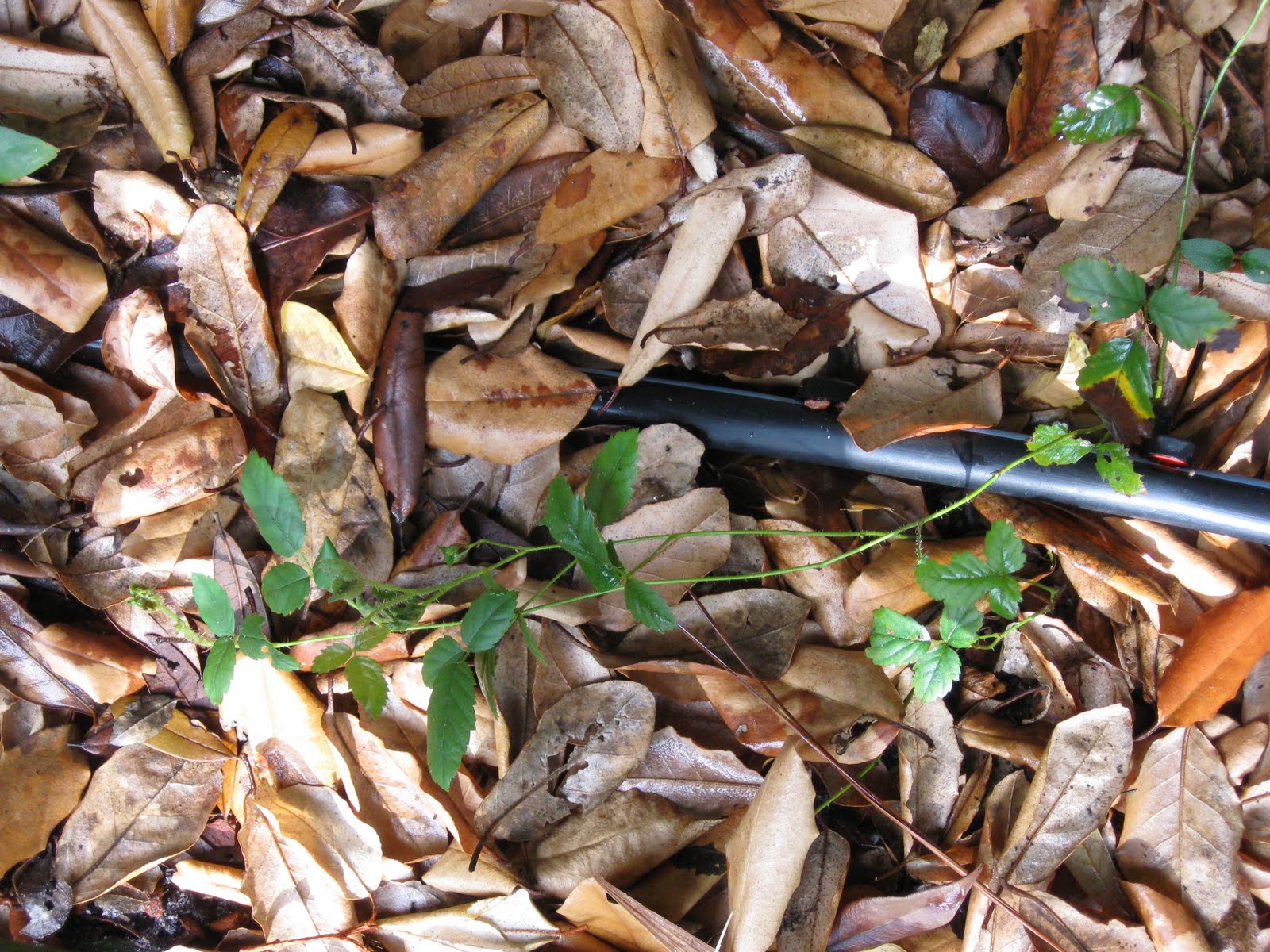 Gardening From the Ground Up: VINES WE LOVE TO HATE... OR NOT