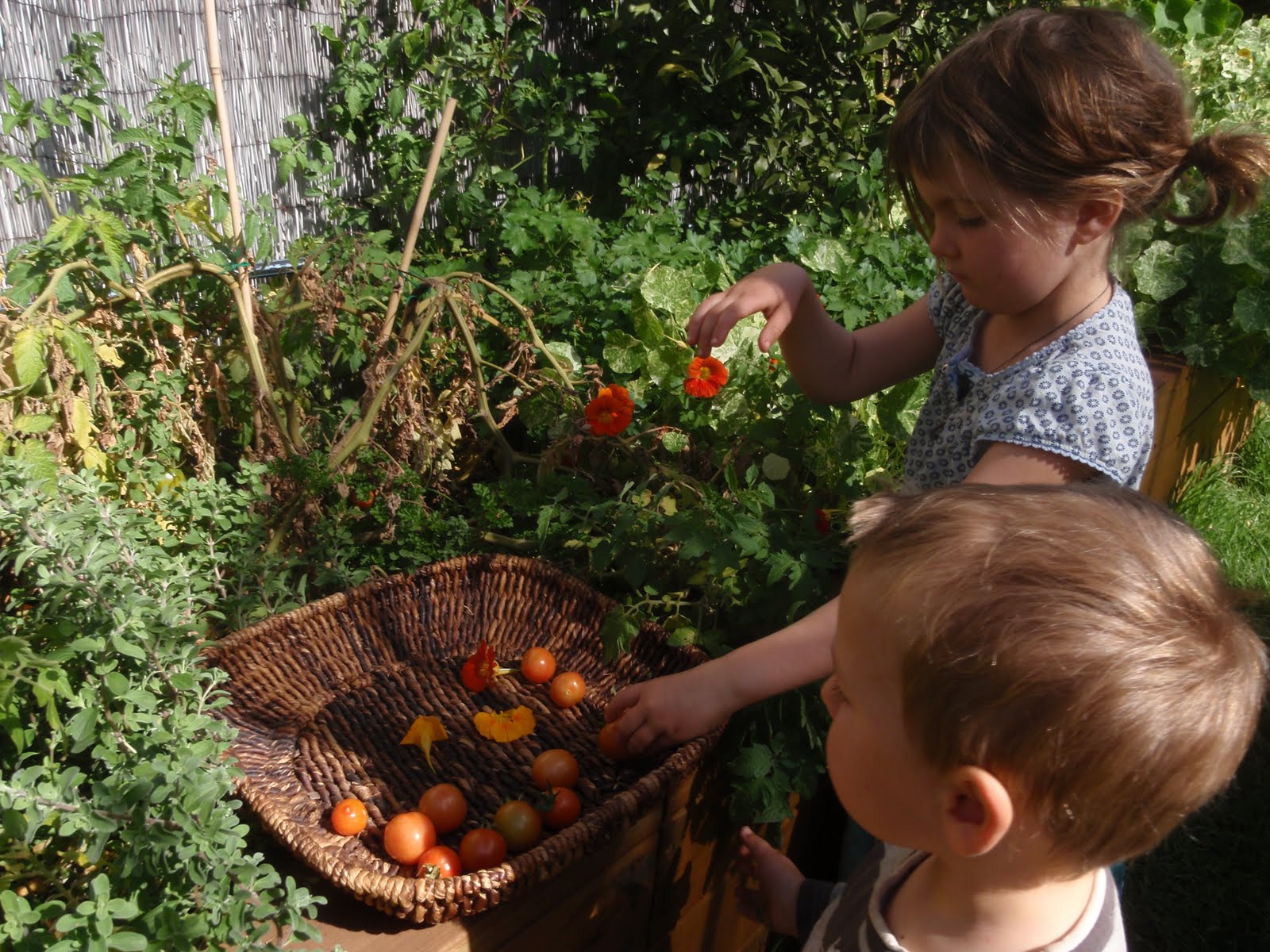Raw Harmony: Fresh raw food gardens in small back yards