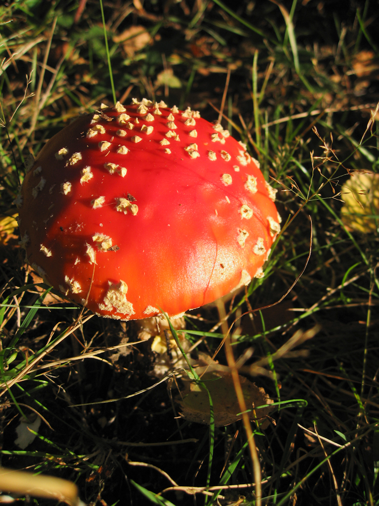Postcards from Sussex: Southern Hawker and Fly agarics