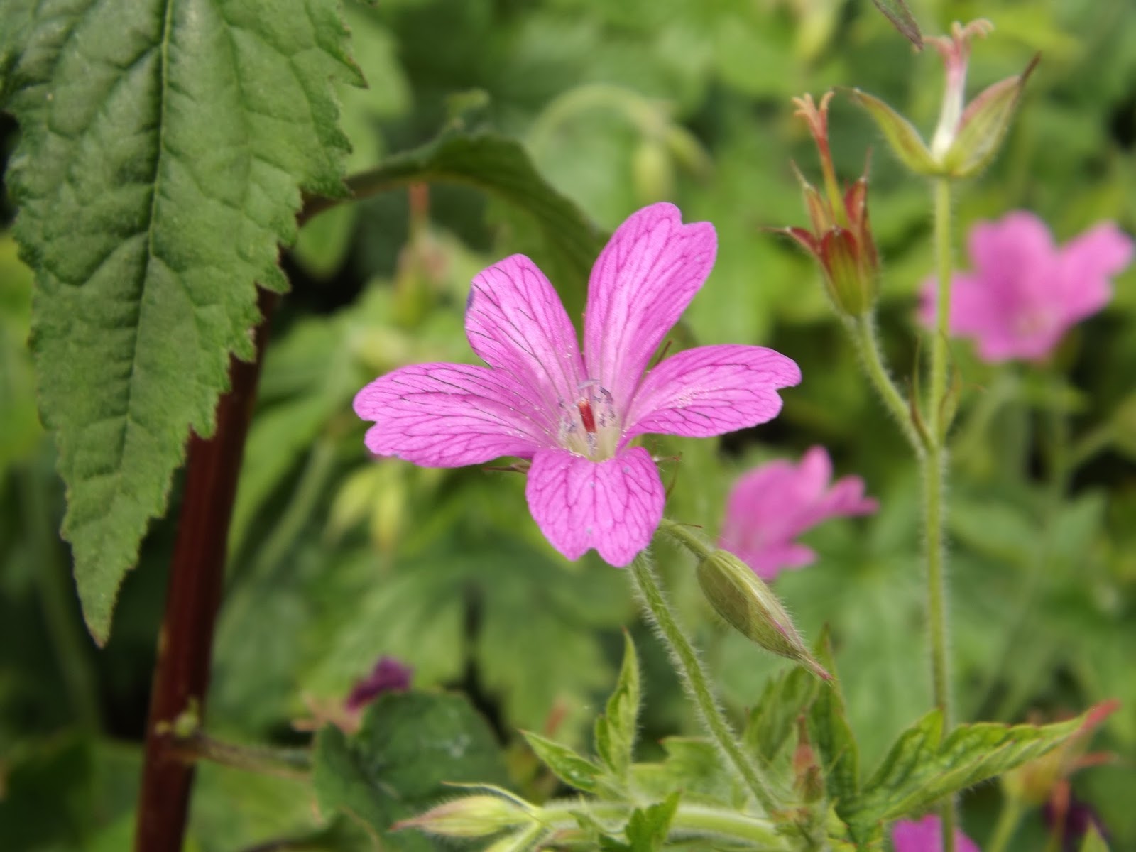 Le Jardin de la Salamandre: Geranium x oxonianum