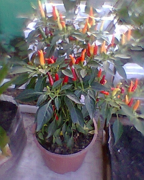 Nudabuffy: Kawan Baru: Cili Api Warna-Warni, Pokok TomYam, Pokok Burung ...