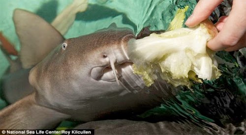 Ikan Hiu Yang Suka Makan Sayuran - Dunia Akuarium