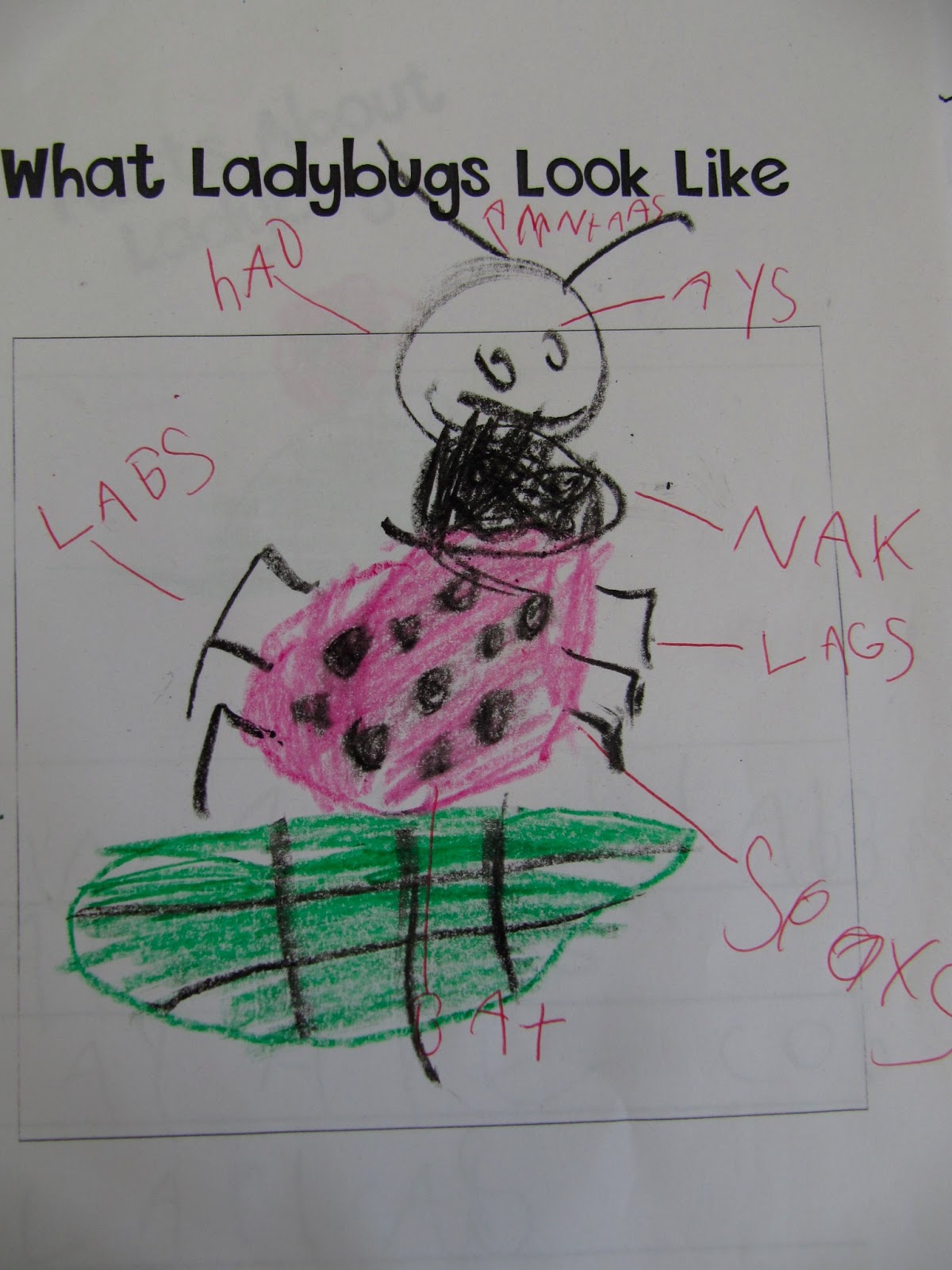 Joyful Learning In KC: Informational Writing