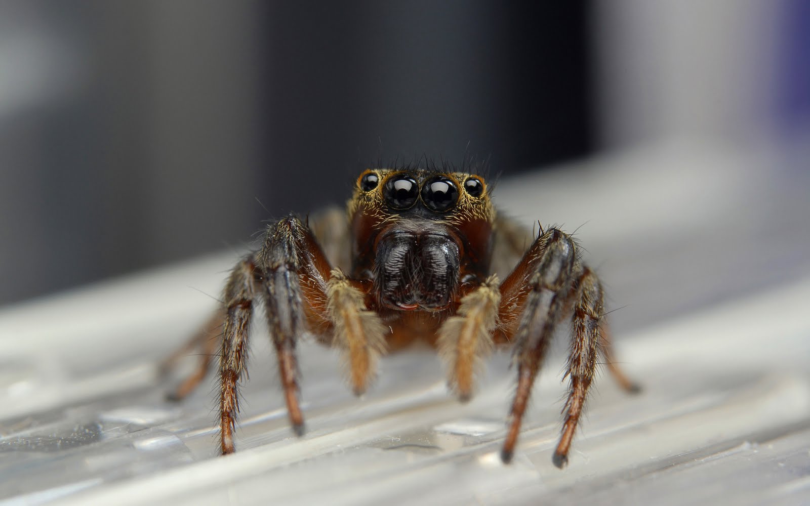 Spinnen Achtergronden