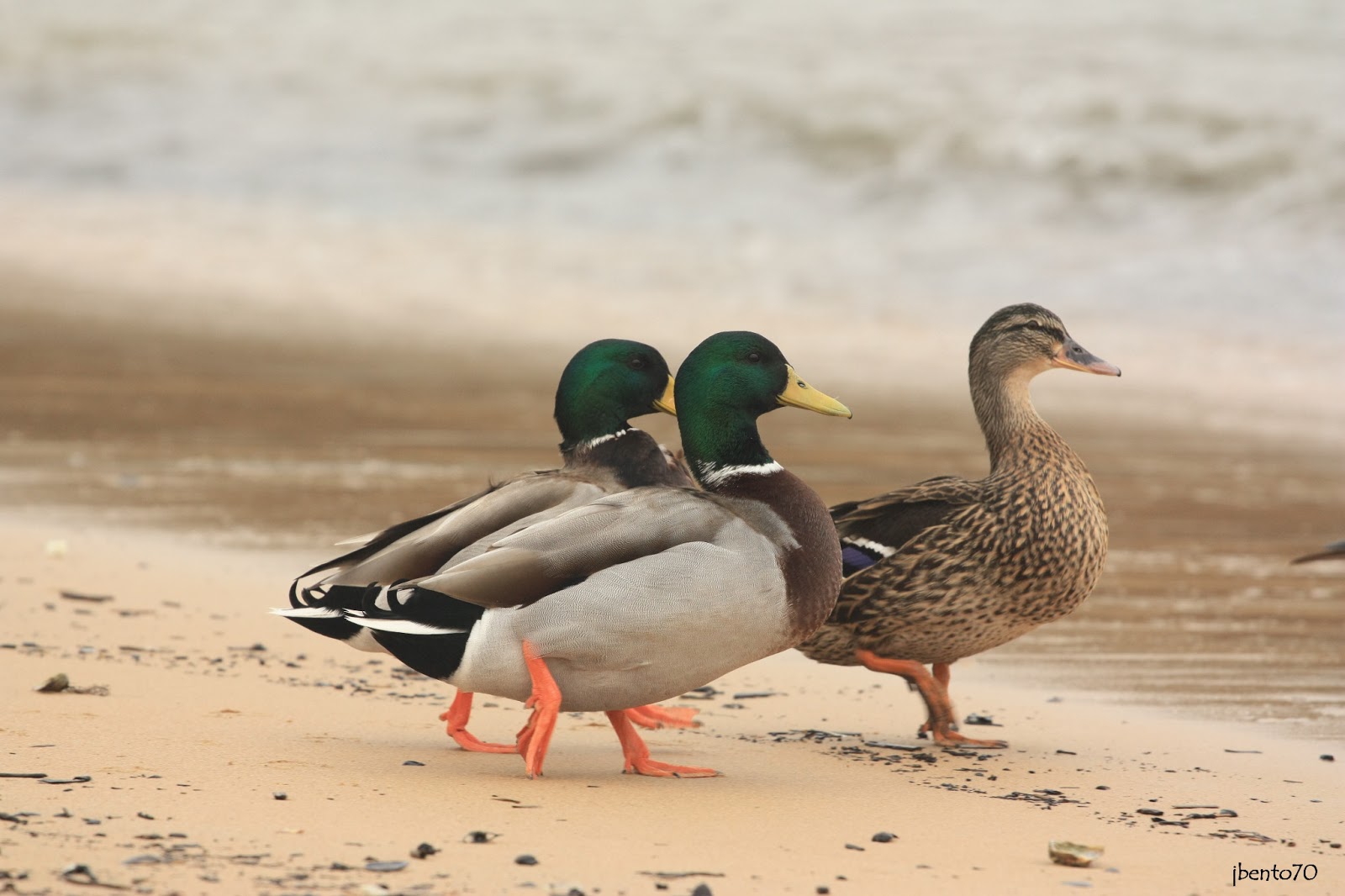 Birding Cascais: Pato-real / Mallard (Anas platyrhynchos) na Praia dos ...