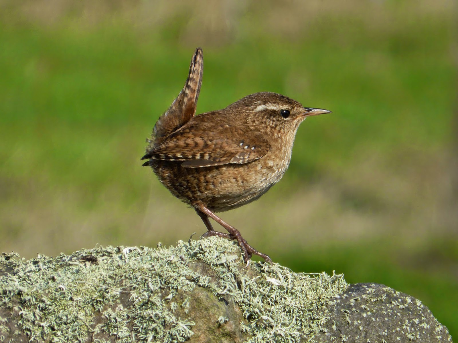 Fair Isle: I didn't see the Cretzschmar's Bunting!